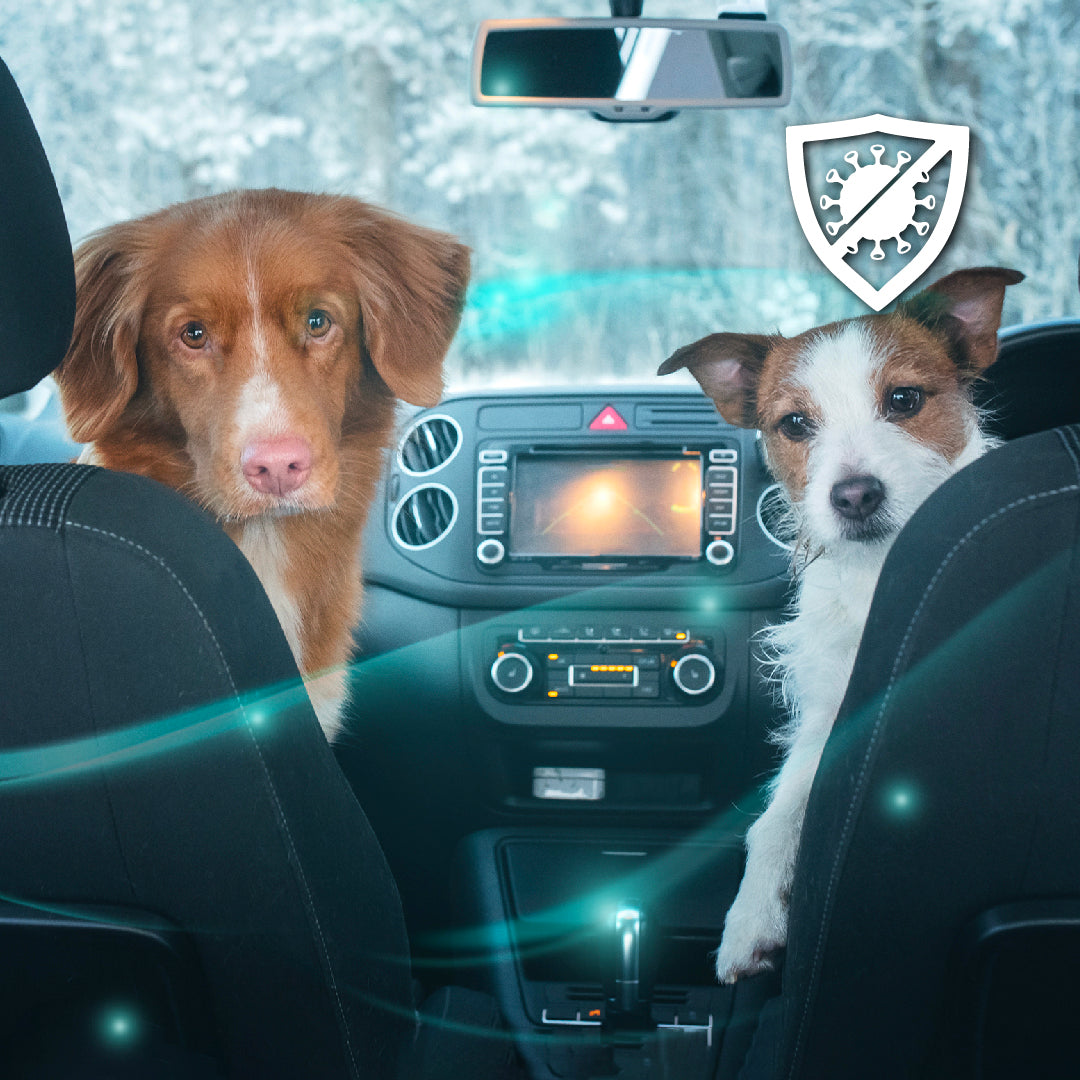 Deep pet care – Challenger Auto Services